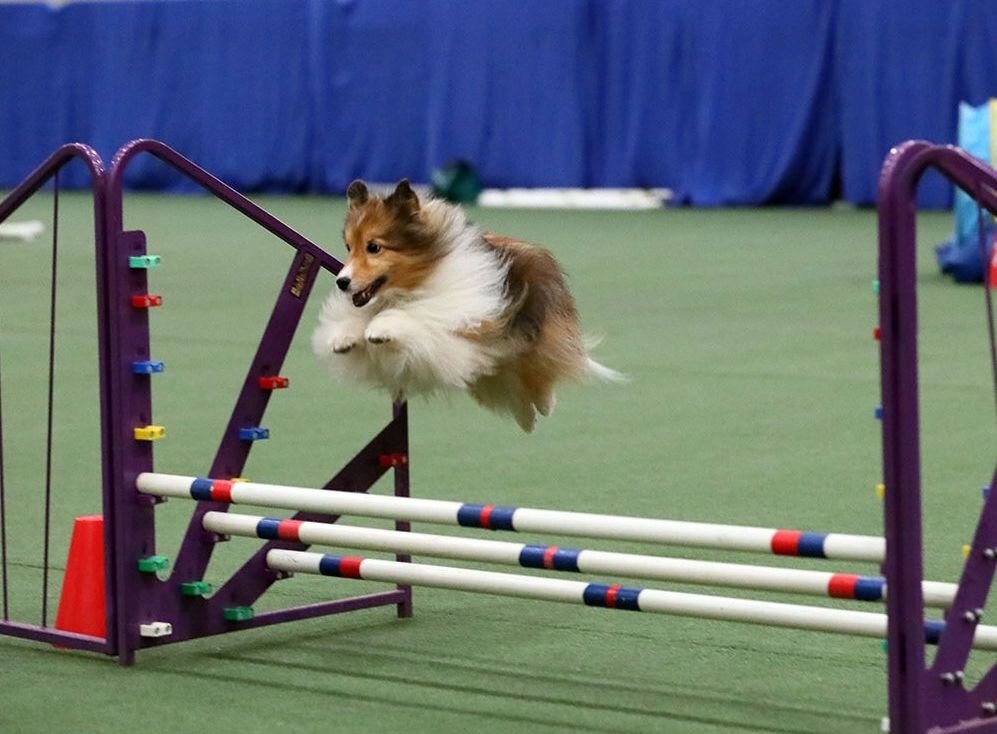 Agility, consejos para iniciar a nuestro perro en el deporte Agility ...